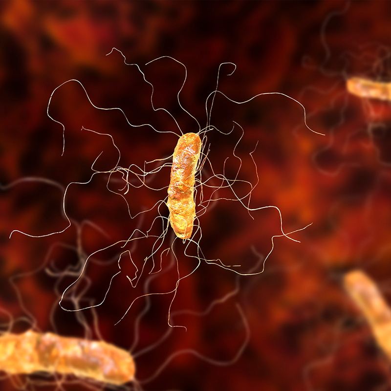 Why is C. difficile infection so challenging to control? - PDI Healthcare